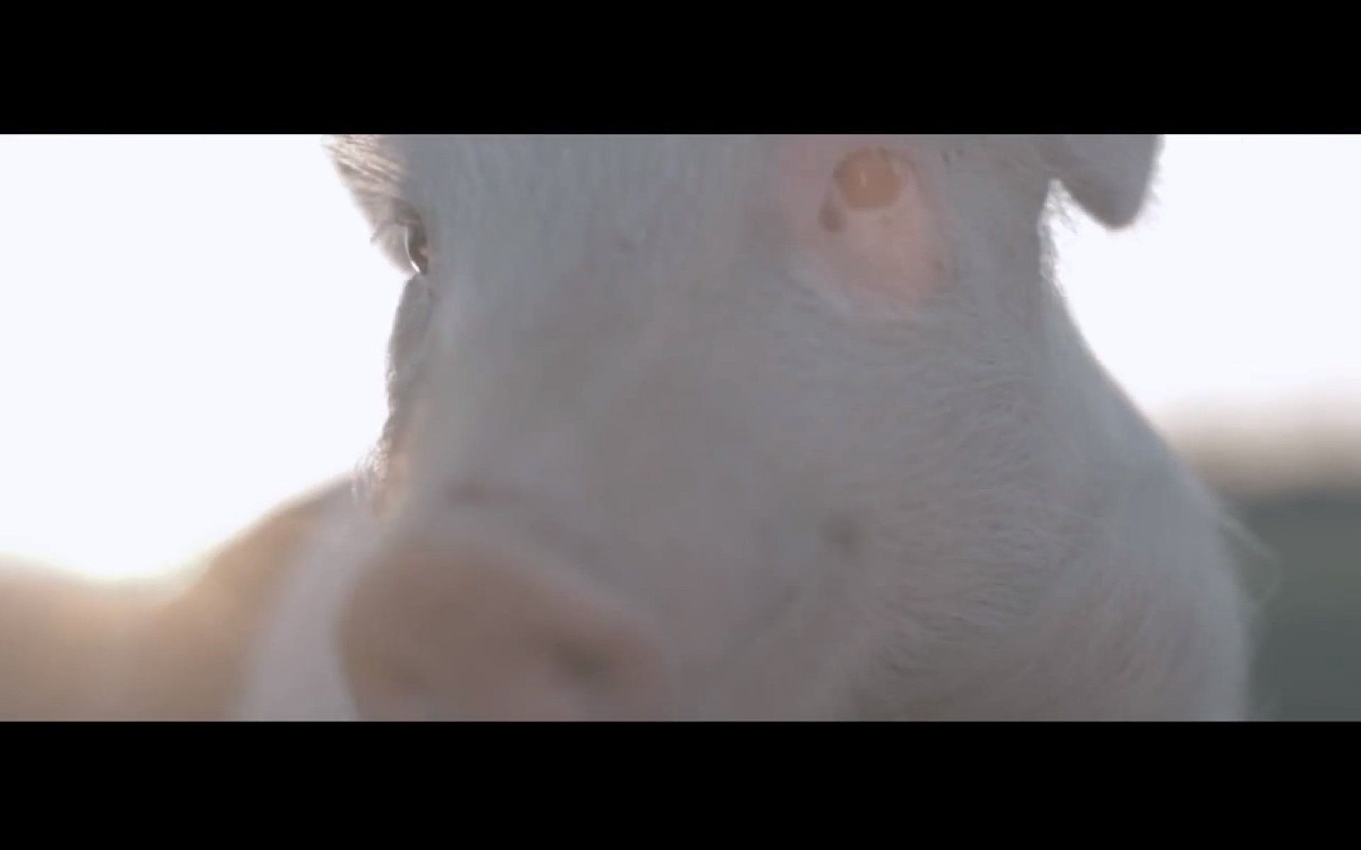 Sunlight Pig • Spitfire.tv